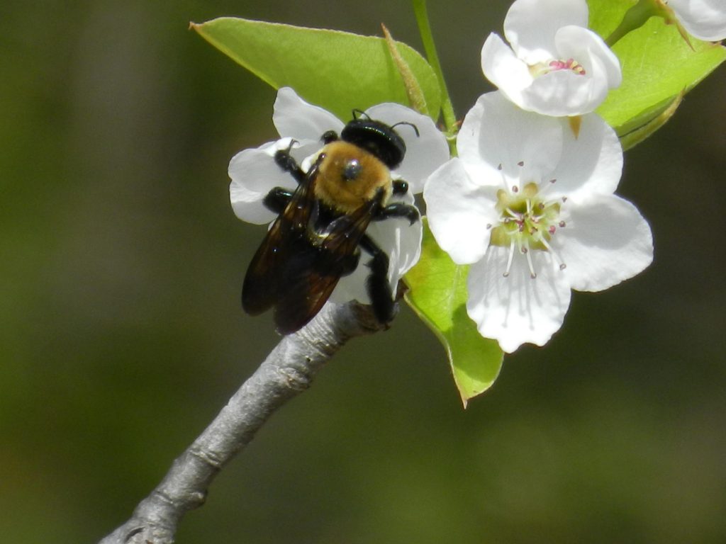 Valentine, Beekeepers and Benefits - Andrea Patten